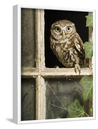 'Little Owl in Window of Derelict Building, UK, January' Photographic ...