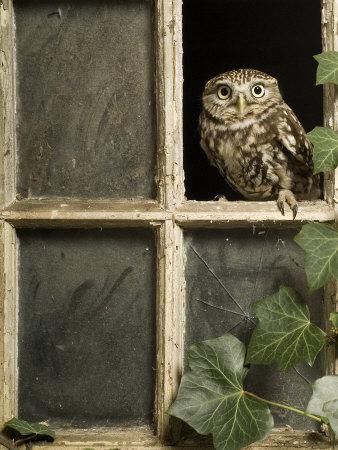 'Little Owl in Window of Derelict Building, UK, January' Photographic ...
