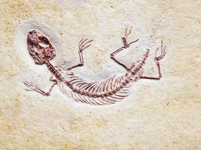 'Lizard Fossil from Solnhofen Limestone Formation' Photographic Print ...