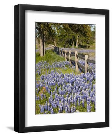 'Lone Oak Tree Along Fence Line With Spring Bluebonnets, Texas, USA ...