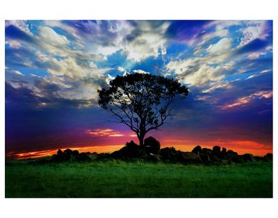 'Lonely Tree and Sunset' Prints | AllPosters.com