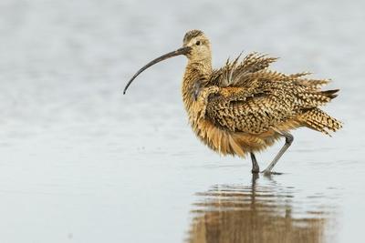 Long-billed curlew fluffing out his feathers while foraging in ...