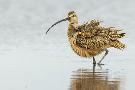 Long-billed curlew fluffing out his feathers while foraging in ...