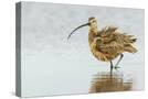 Long-billed curlew fluffing out his feathers while foraging in ...