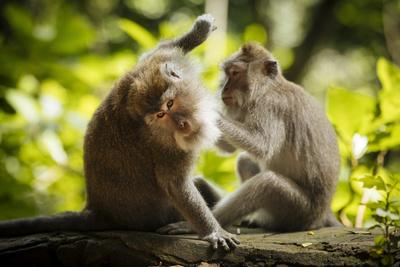 Long Tailed Macaques, Monkey Forest Sanctuary, Ubud, Bali, Indonesia ...