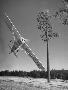 Pilot Sammy Mason Flying around a Tree During a Performance of His ...