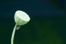Lotus (Nelumbo lutea) seed head Photographic Print | AllPosters.com