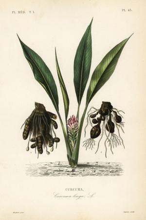 'Turmeric or Ukon, Curcuma Longa, Curcuma' Giclee Print - Louis Joseph ...