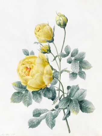 'Yellow Roses, 1827' Giclee Print - Louise D'Orleans | AllPosters.com