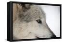 'Close-Up of Face and Snout of a North American Timber Wolf (Canis ...