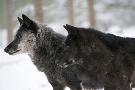 Two Black Melanistic Variants of North American Timber Wolf (Canis ...