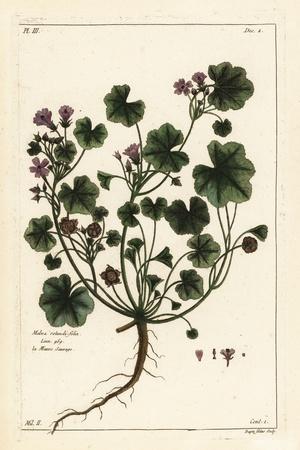 'Low Mallow or Round-Leaved Mallow, Malva Pusilla' Giclee Print - The ...