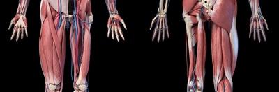 'Low section views of human limbs, hip and muscular system with veins ...