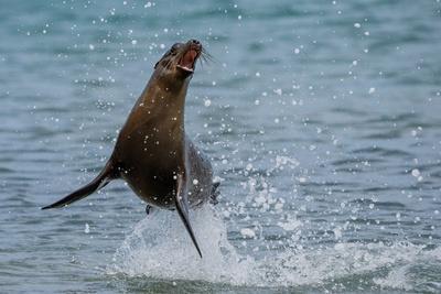 Galapagos sea lion jumping and playing in ocean, Galapagos Photographic ...