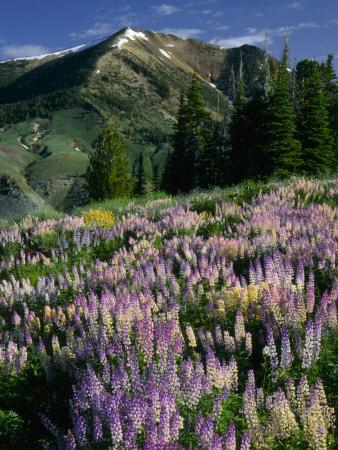 'Lupine and Subalpine Firs, Humboldt National Forest, Jarbridge ...