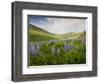 'Lupines in Bloom and Rainbow After Rain, Bighorn Mountains, Wyoming, USA' Photographic Print ...