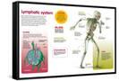 'Lymphatic System.' Photographic Print | AllPosters.com