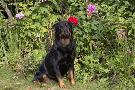 'Rottweiler' Photographic Print - Lynn M^ Stone | AllPosters.com
