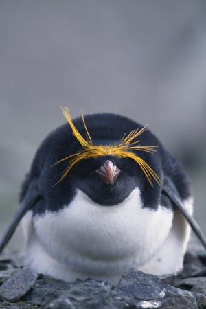 'Macaroni Penguin' Photographic Print - DLILLC | AllPosters.com