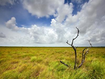 'Mad Island Marsh Preserve, Texas: Landscape of the Marsh's Coastal ...