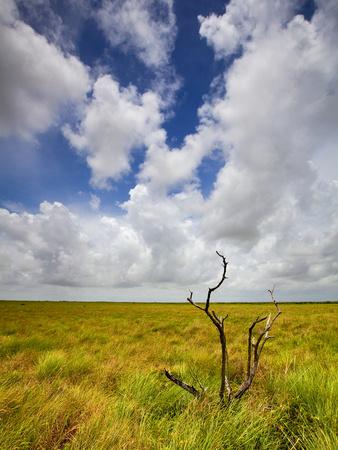 'Mad Island Marsh Preserve, Texas: Landscape of the Marsh's Coastal ...