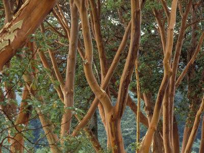 'Madrona Trees on the San Juan Islands, Washington, USA' Photographic ...