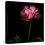 Peony Photographic Print - Magda Indigo | AllPosters.com