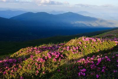 Magic pink rhododendron flowers on summer mountain. Dramatic sky and ...
