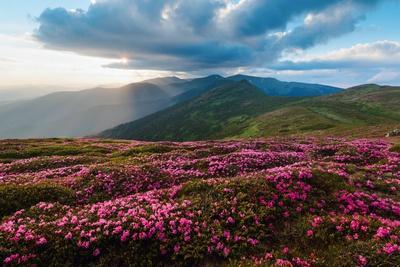 Magic pink rhododendron flowers on summer mountain. Dramatic sky and ...