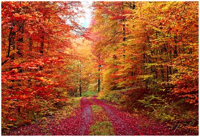 'Magnificent Autumn Colors Forest In October' Photo - Fotozickie ...
