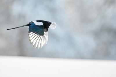 'Magpie in flight, carrying fur from a mountain hare, Finland ...