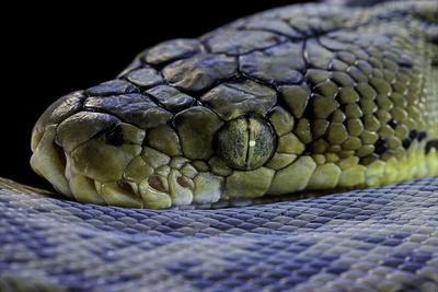 'Malayopython Timoriensis (Timor Python)' Photographic Print - Paul ...
