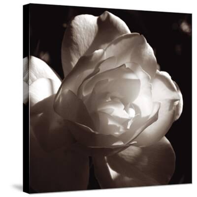 'White Rose I' Stretched Canvas Print - Malcolm Sanders | AllPosters.com
