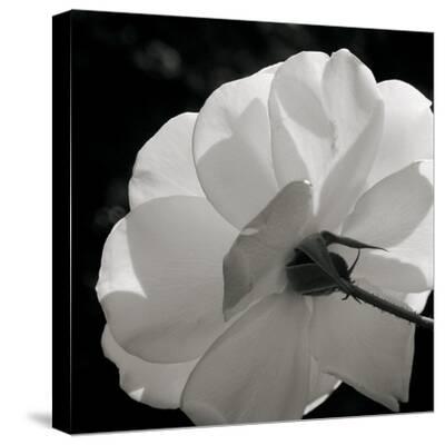 'White Rose III' Stretched Canvas Print - Malcolm Sanders | AllPosters.com