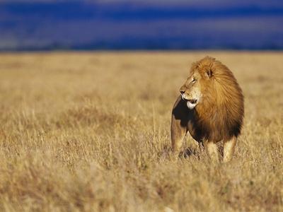 'Male African Lion on Savanna' Photographic Print - Joe McDonald ...
