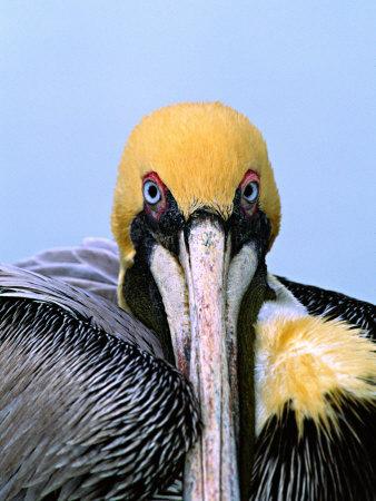 'Male Brown Pelican in Breeding Plumage, Sanibel Island, Florida, USA ...