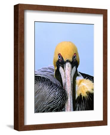 'Male Brown Pelican in Breeding Plumage, Sanibel Island, Florida, USA ...