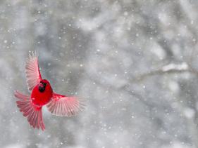 'Male Cardinal With Wings Spread, Indianapolis, Indiana, USA ...
