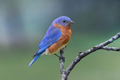 'Male Eastern bluebird, Kentucky' Photographic Print | AllPosters.com