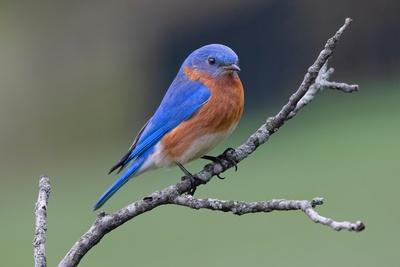 'Male Eastern bluebird, Kentucky' Photographic Print | AllPosters.com