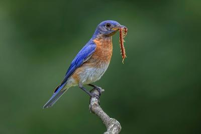'Male Eastern bluebird with centipede, Kentucky' Photographic Print ...