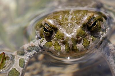 'Male European Green Toad (Bufo Viridis), Adylsu Valley, Baksan Valley ...