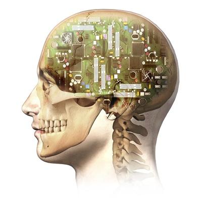 'Male Human Head with Skull and Artificial Electronic Circuit Brain ...