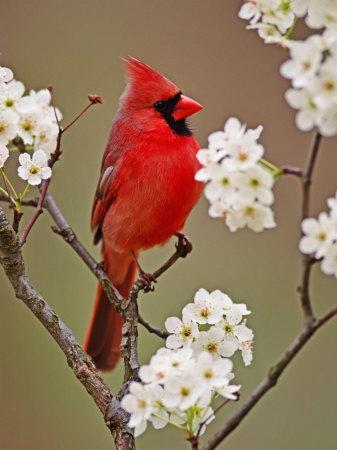 'Male Northern Cardinal Among Blossoms of Pear Tree' Photographic Print ...