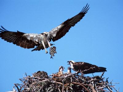 'Male Osprey Landing at Nest with Fish, Sanibel Island, Florida, USA ...