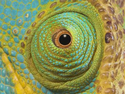 'Male Parson's Chameleon, Close up of Eye, Ranomafana National Park ...