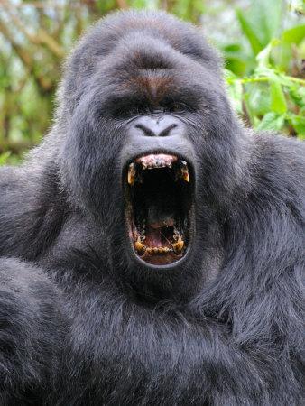 'Male Silverback Mountain Gorilla Yawning, Volcanoes National Park ...