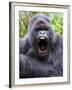 'Male Silverback Mountain Gorilla Yawning, Volcanoes National Park ...