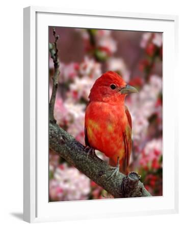 'Male Summer Tanager' Photographic Print - Adam Jones | AllPosters.com