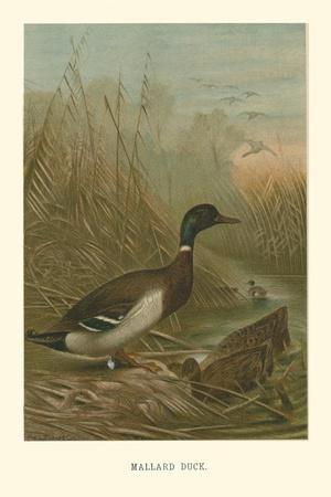 'Mallard Duck' Prints | AllPosters.com